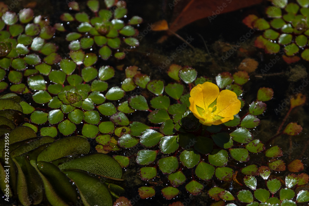 Water caltrop lake. Trapa bicornis (Water Chestnut). Natural pattern of ...