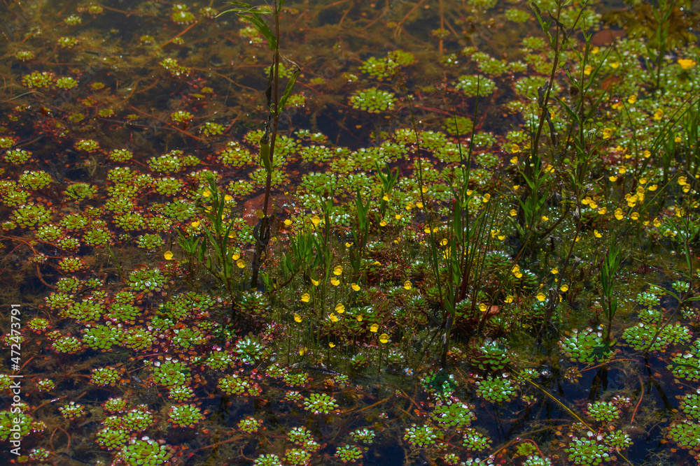 Water caltrop lake. Trapa bicornis (Water Chestnut). Natural pattern of ...
