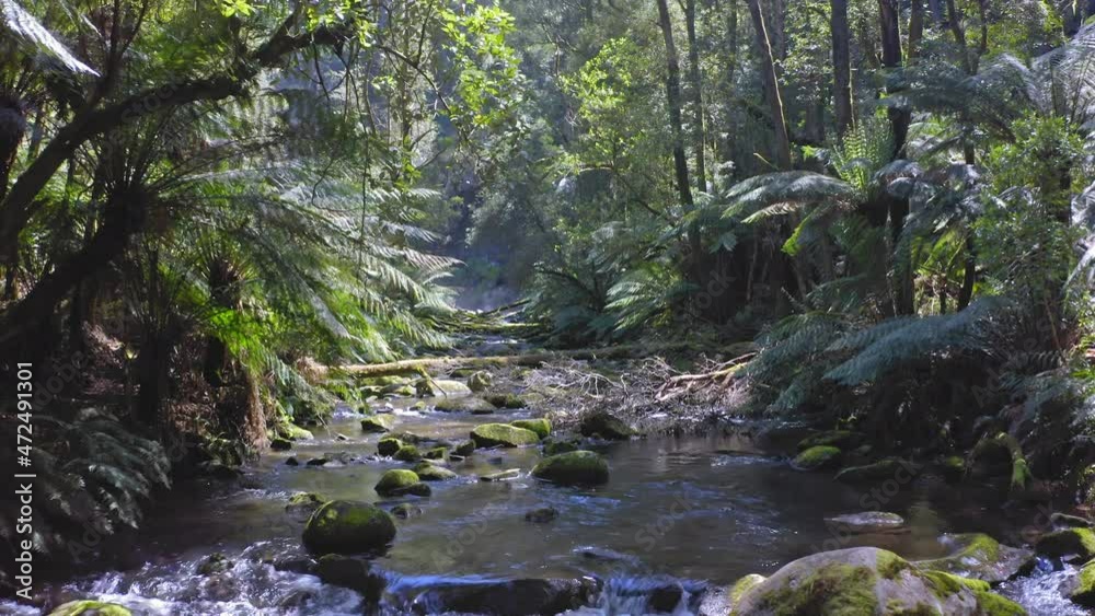 Beautiful jungle plants along river water stream in rainforest of ...