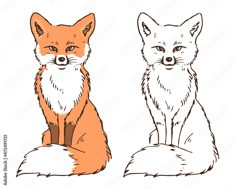 Sitting Red Fox Sketch