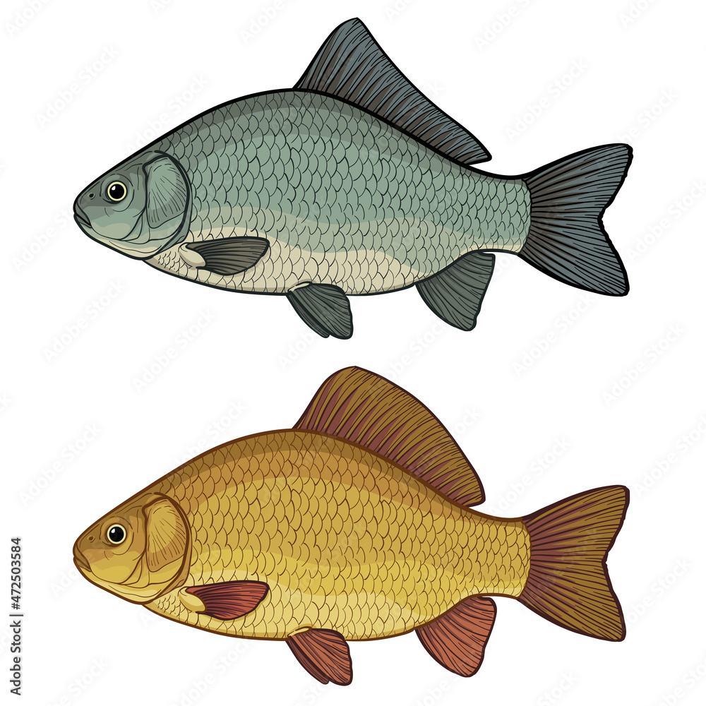 All Types Of Carp