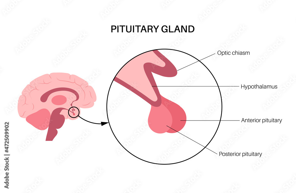 Vetor de Pituitary gland anatomy do Stock | Adobe Stock
