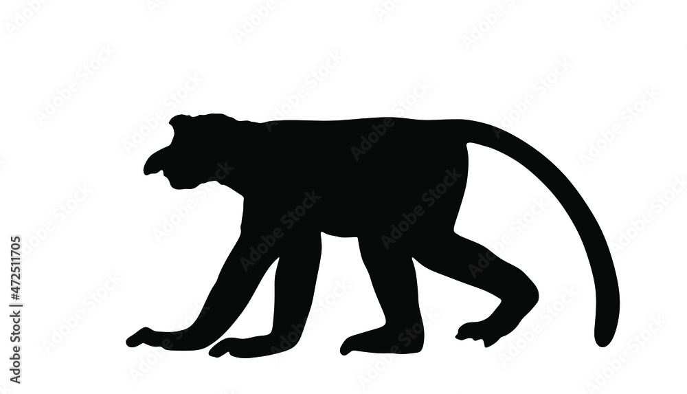 Proboscis monkey or nasalis larvatus vector silhouette illustration ...