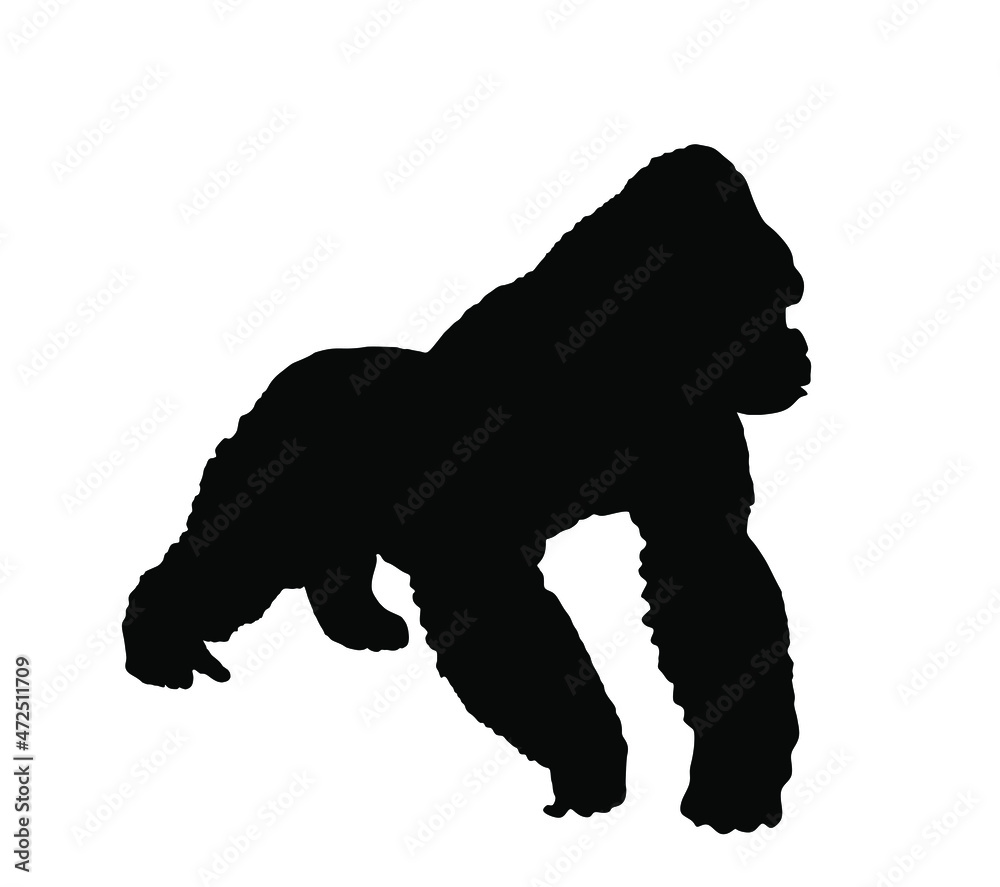 Mountain Gorilla vector silhouette illustration isolated on white ...