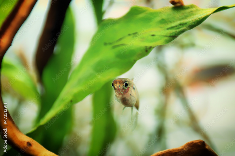 Dwarf rasbora Freshwater fish in the nature aquarium, is often as often ...