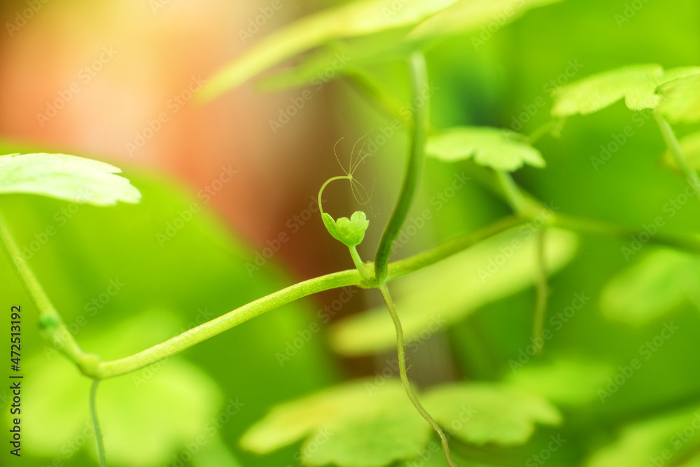 Hydrocotyle tripartita decorative aquarium plant with hydra viridissima ...