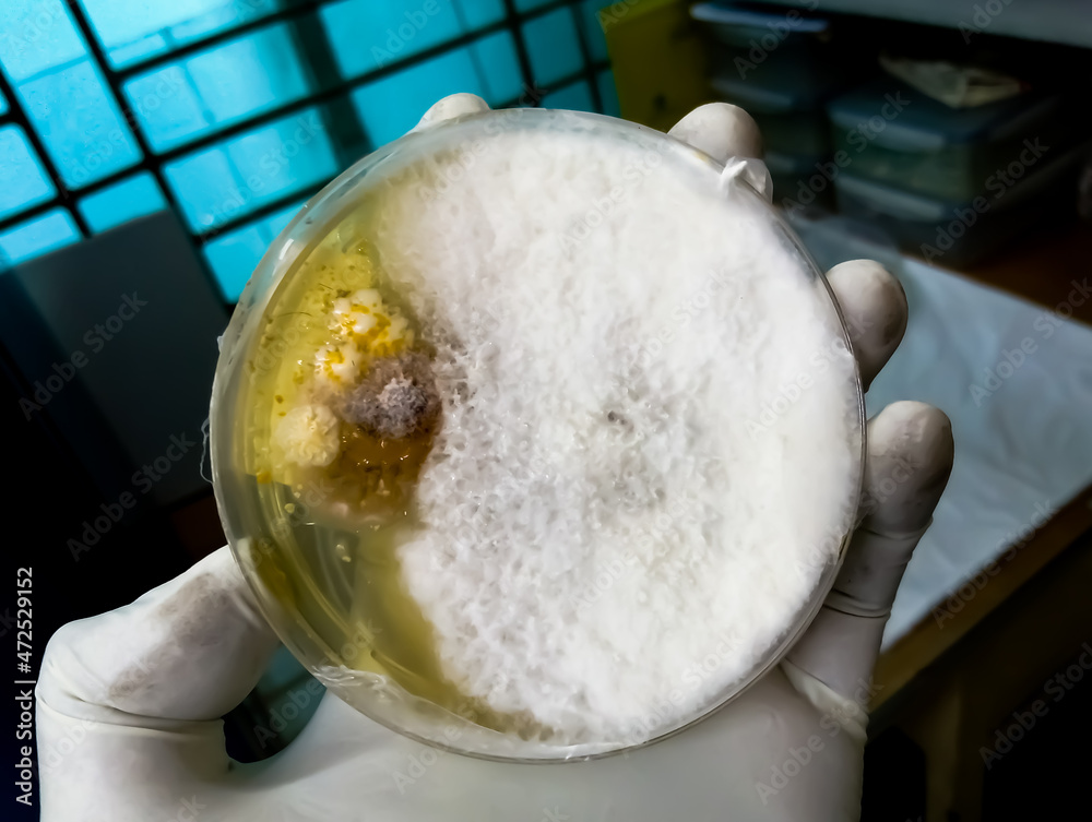 The scientist is holding Petri dish plate with Malt Extract Agar use ...