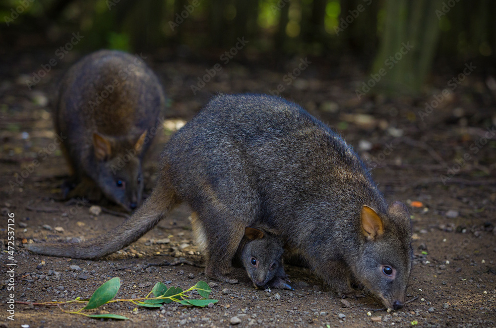 Tasmanian Pademelon