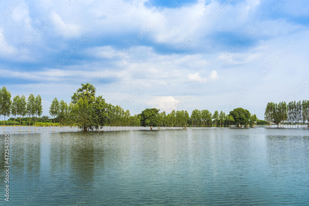 Scenic view of traditional flooded fields like a still lake on floating ...