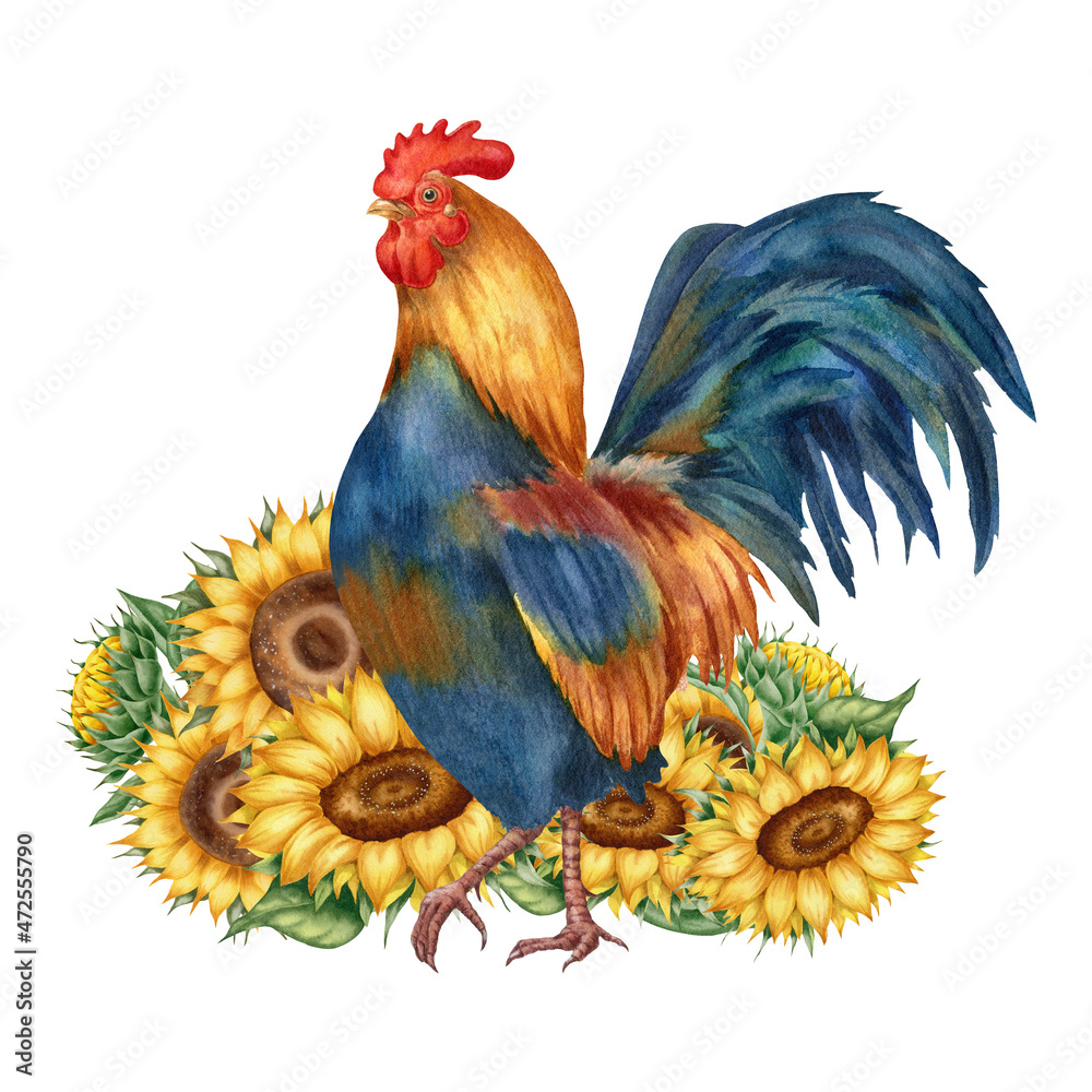 Watercolor illustration with rooster and sunflowers, isolated on white ...