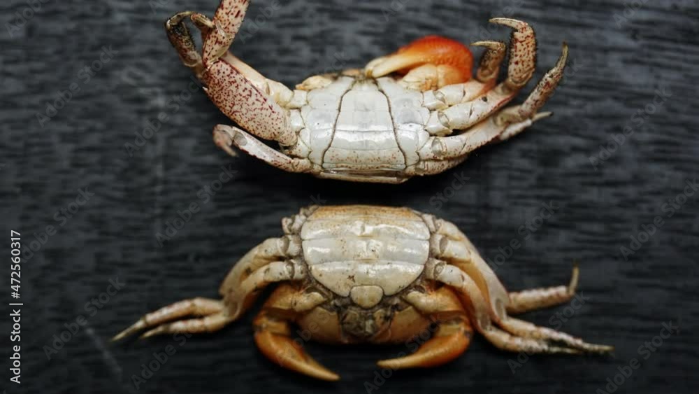 Zoom in on two crab shells showing comparison between male (top) and ...