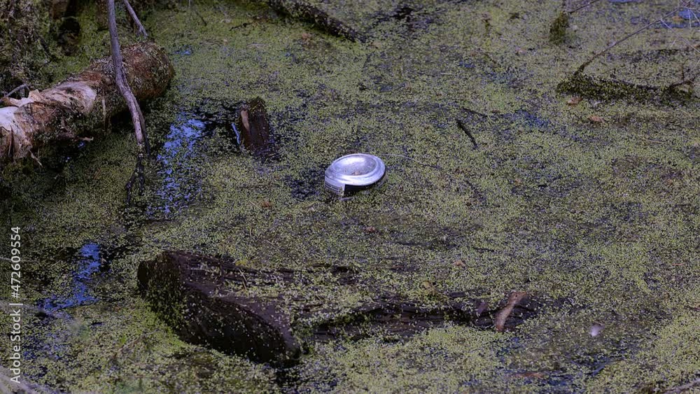 Bee buzzes around rubbish - floating can in green algae infested swamp ...