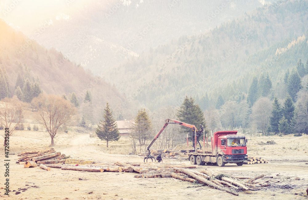 Timber exploitations that involve illegal logging should be strongly ...