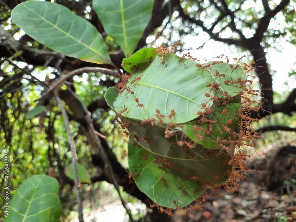 Weaver ant (Oecophylla) or Red ants built their nest or house on the ...