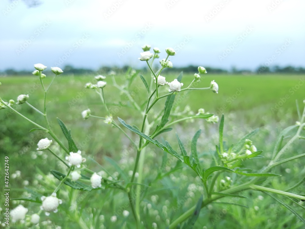 Parthenium hysterophorus flowers in wild, white color Parthenium ...
