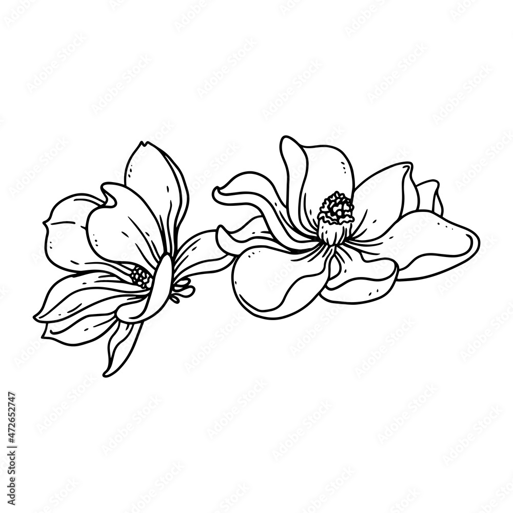 a beautiful flower illustrated in outline style. flower hand drawn ...