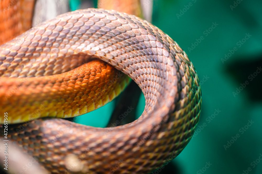 The Patola python snake, also known as the bush python, is a non ...