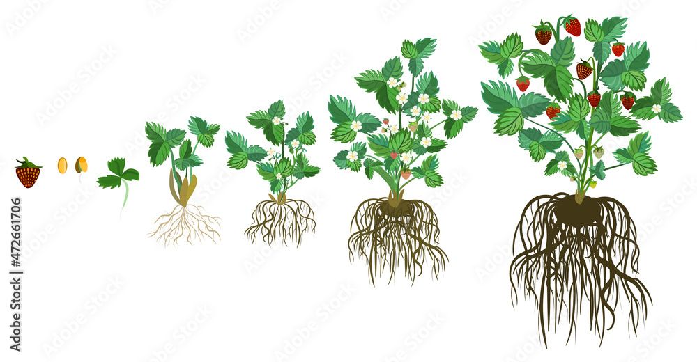 strawberry plant growth stages, life cycle of strawberry from seed to ...