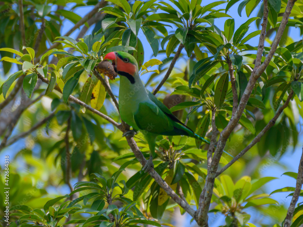 Long -tailed parakeet or Burung Bayan Nuri parakeet endemic to the ...
