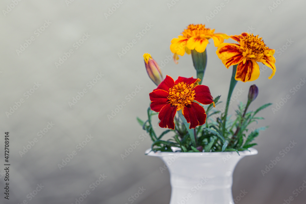Selective focus marigold flowers in a white vase against a grey ...