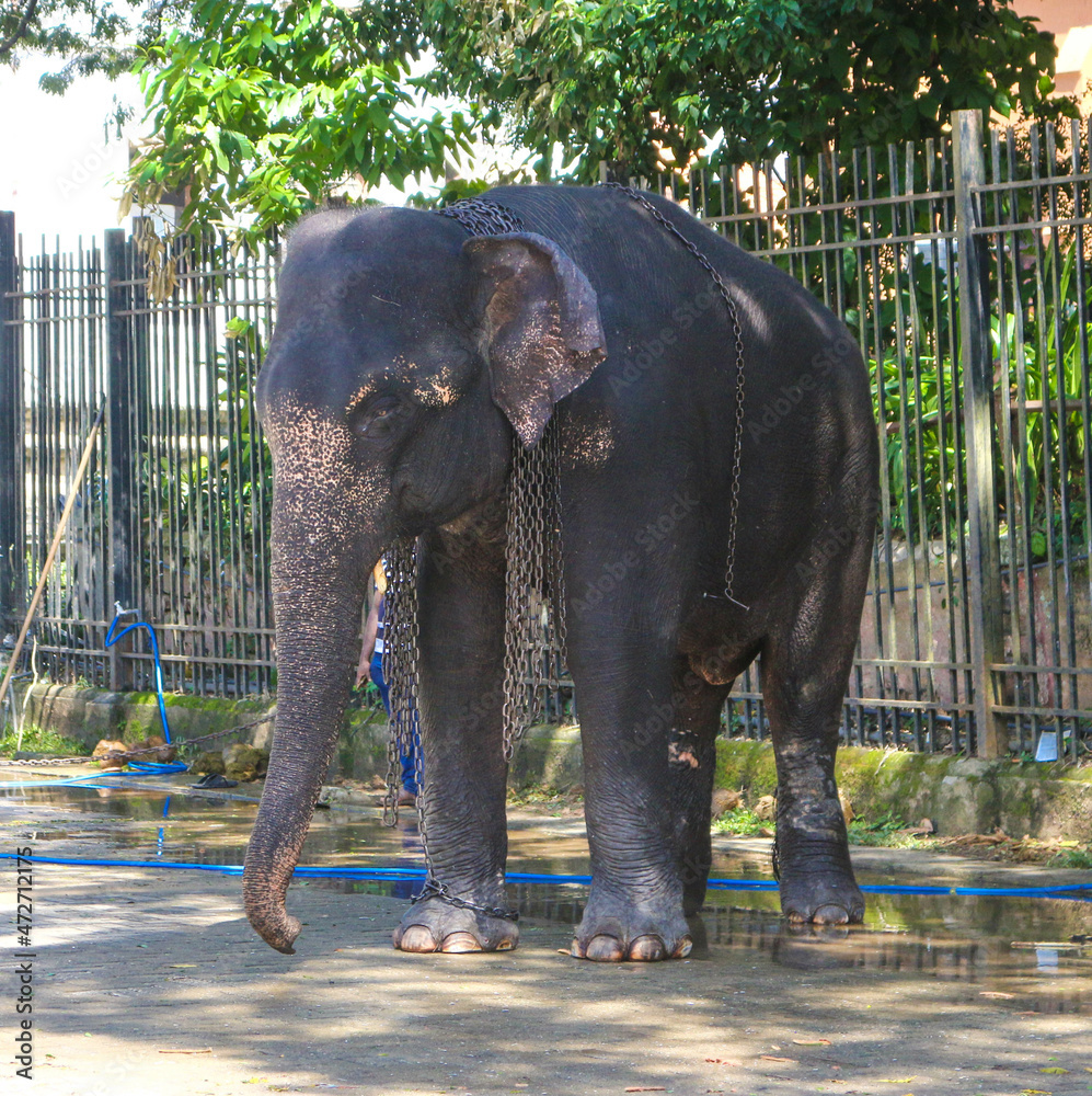 Sri Lankan Domestic Elephants In Kandy Perahara Stock Photo | Adobe Stock
