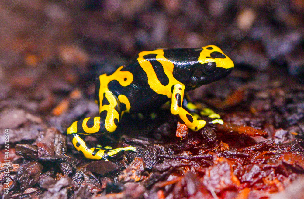 Yellow-banded poison dart frog or yellow-headed poison dart frog ...