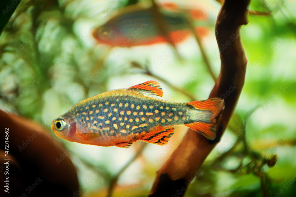 Pearl Danio