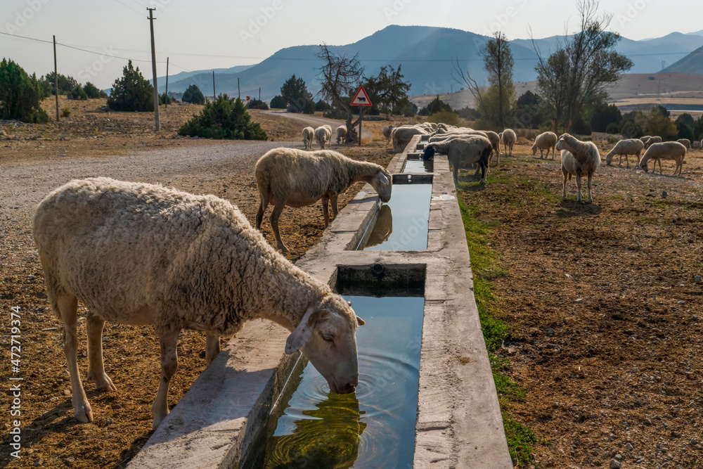 Sheep drink water from concrete trough. Stock Photo | Adobe Stock