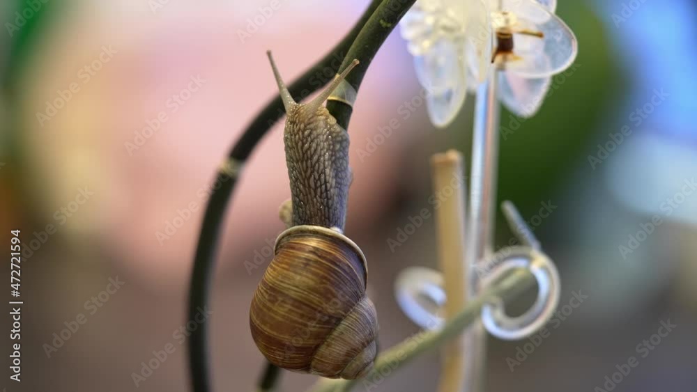 Burgundy snail Helix pomatia or escargot is a species of land snail ...