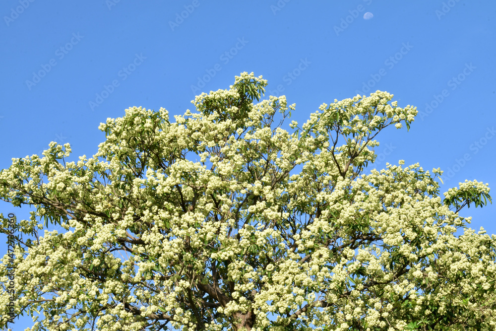 bark,Saptaparni (Alstonia scholaris) is evergreen stately tropical tree ...