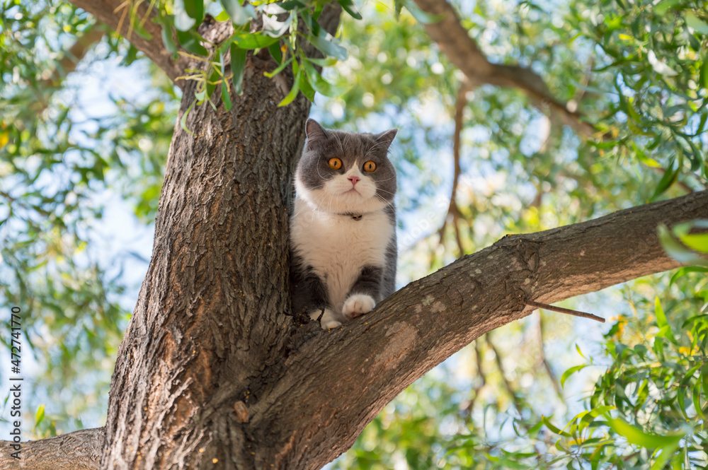 Poster Print British shorthair cat climbing tree on the tree 40x26.7 cm