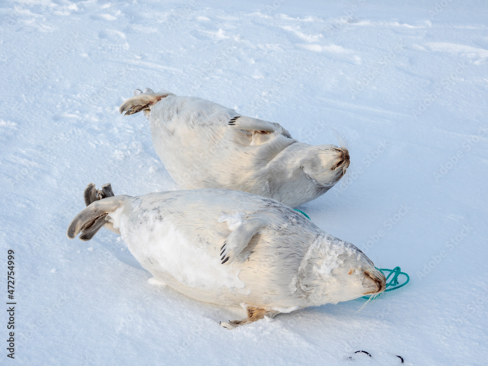 Hunted seals. The traditional and remote Greenlandic Inuit village ...