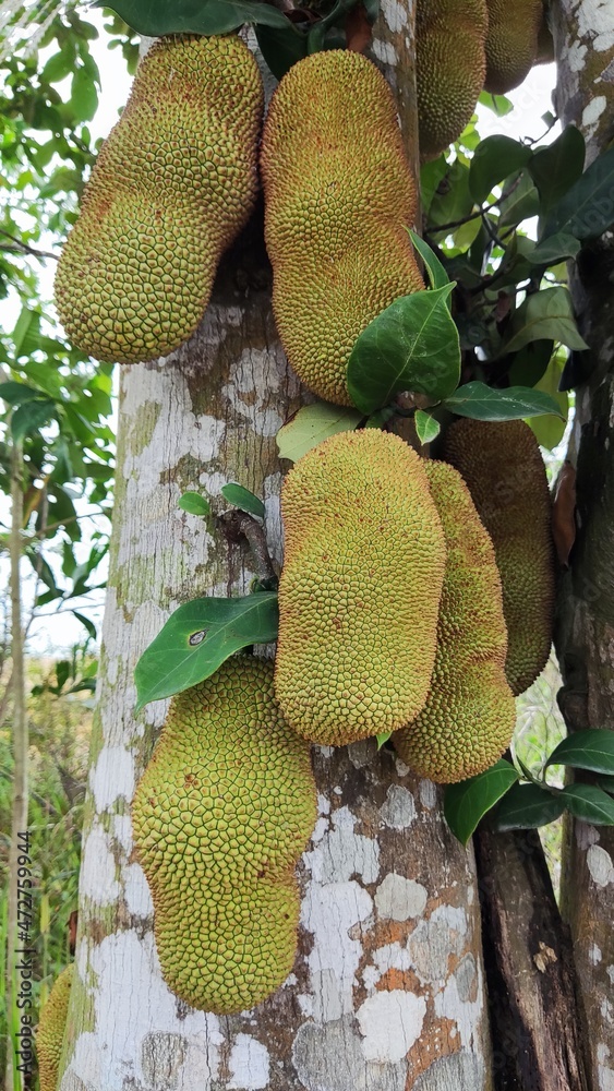is a photo with the object of a cempedak tree that is bearing quite a ...