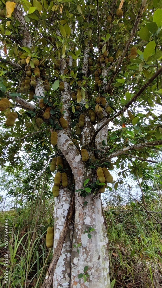 is a photo with the object of a cempedak tree that is bearing quite a ...