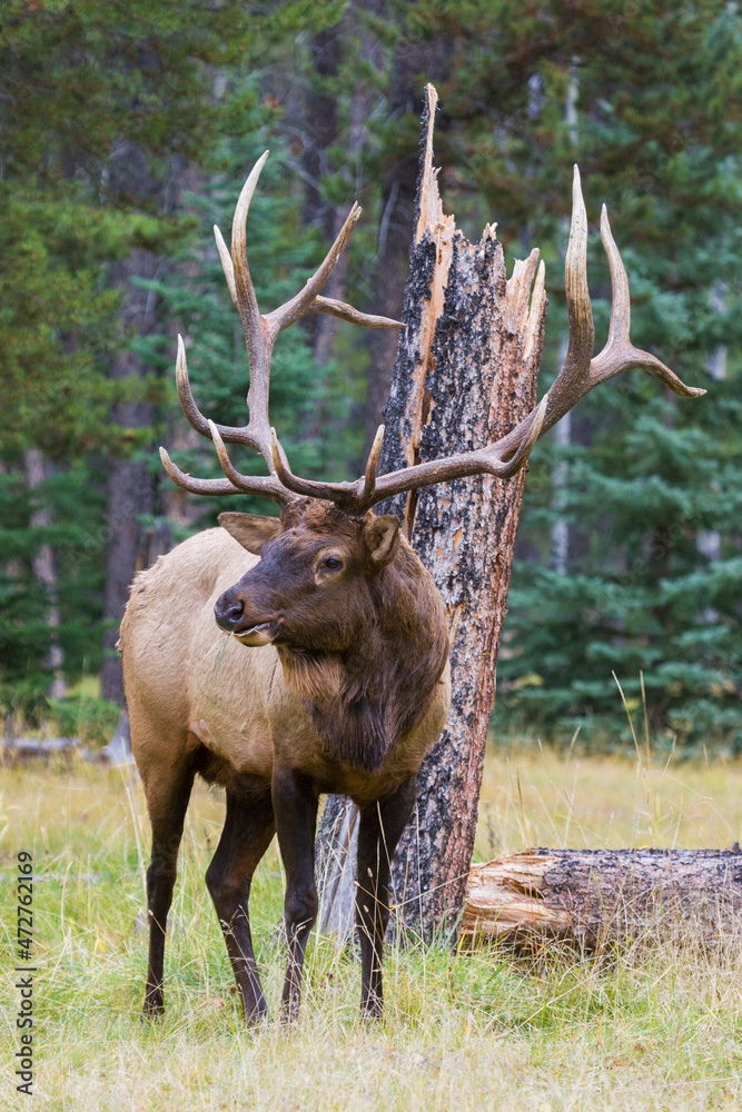 Angry bull elk Stock Photo | Adobe Stock