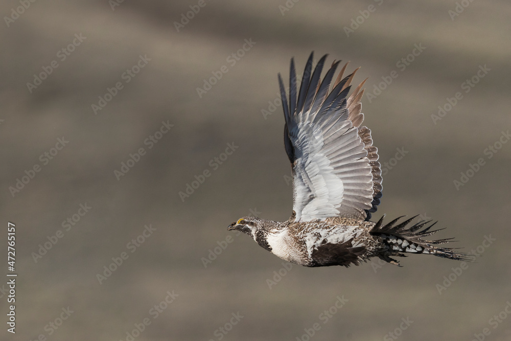 Sage Grouse Flying