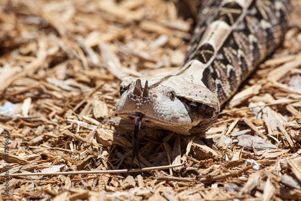 The venomous Gaboon viper uses its tongue to smell. Longest fangs of ...