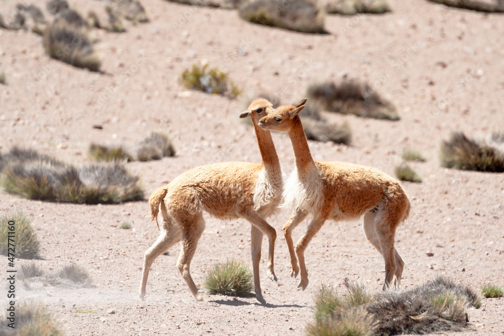 Chile, Lauca National Park, vicuna. Two vicunas joust for dominance ...