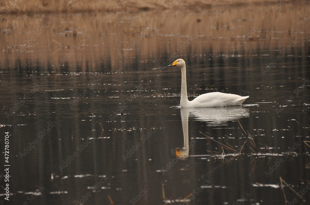 Foto Stock Whooper swan swimming on the Narewka River in the Bialowieza ...