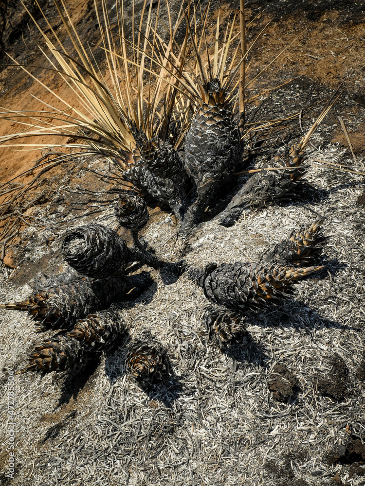 Dead yucca, effects of wildfire in Southern Sierra Nevada Mountains ...