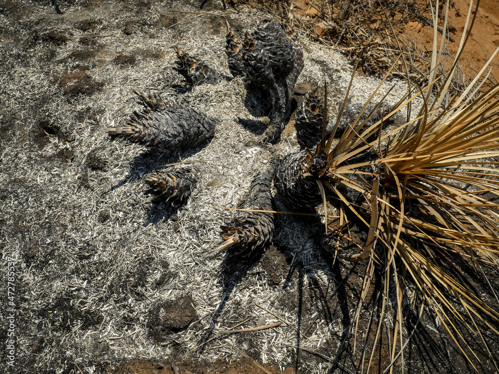 Dead yucca, effects of wildfire in Southern Sierra Nevada Mountains ...