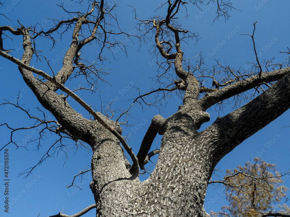 Dead oak, effects of wildfire in Southern Sierra Nevada Mountains, from ...
