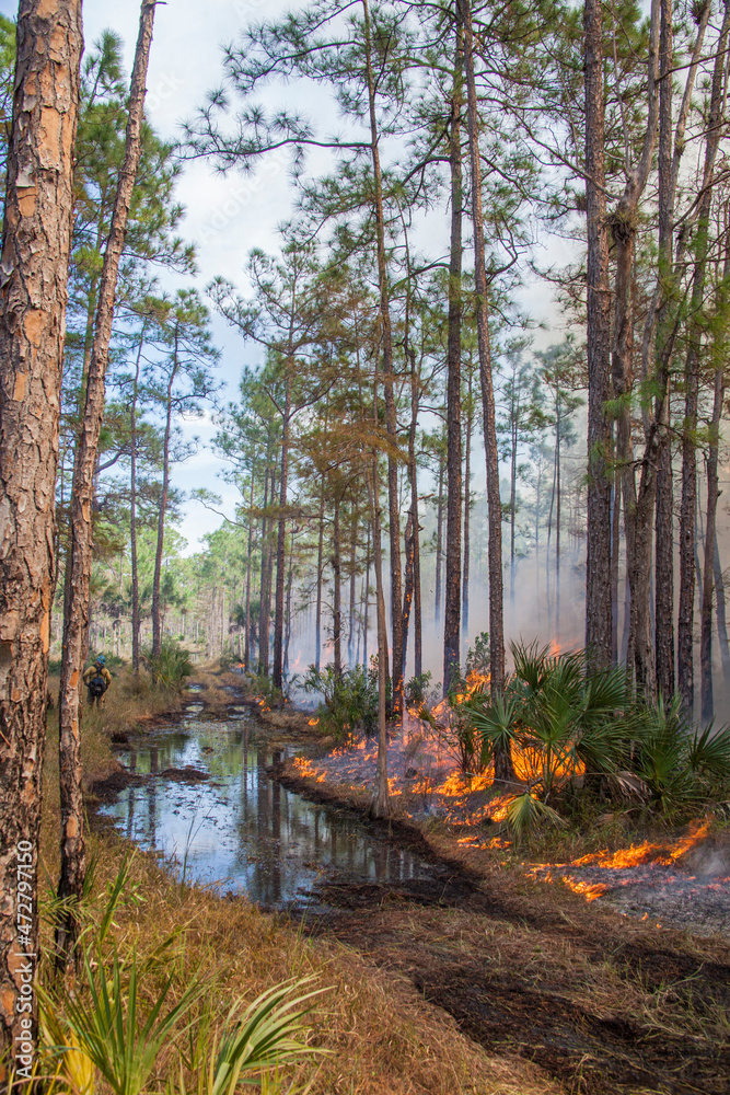 Using prescribed fire to control fuel loading and spur new tender ...