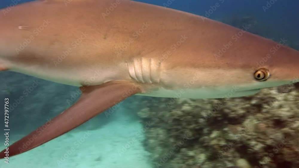 Gray reef sharks Carcharhinus perezii underwater landscape Caribbean ...