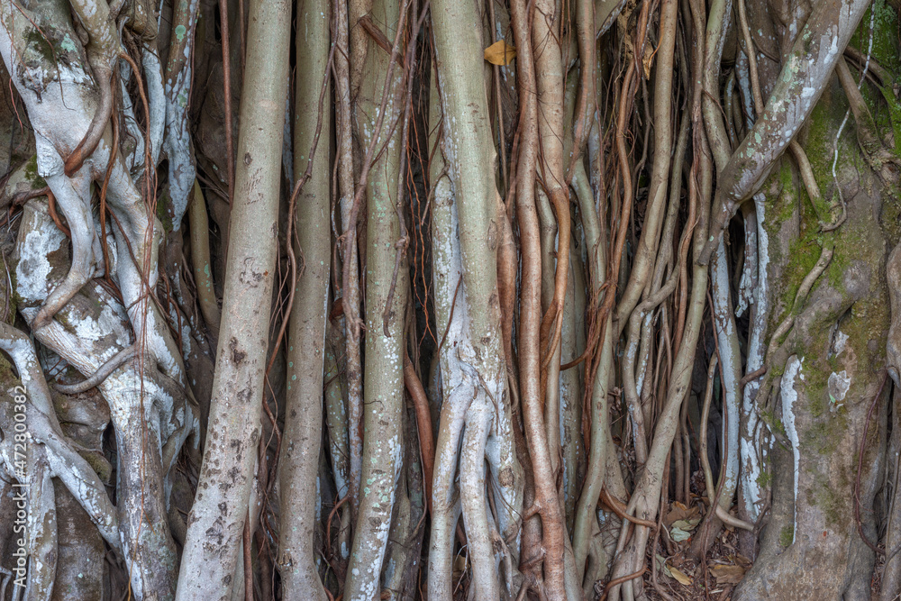 USA, Hawaii, Big Island of Hawaii. Hilo, Kalakaua Park, Banyan tree ...