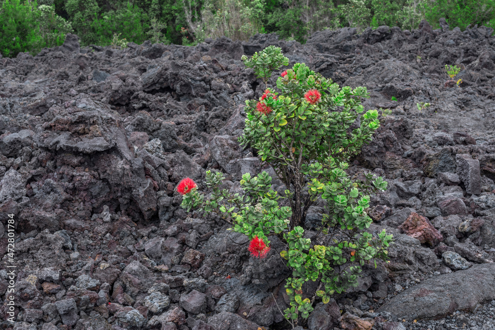 USA, Hawaii, Big Island of Hawaii. Hawaii Volcanoes National Park ...