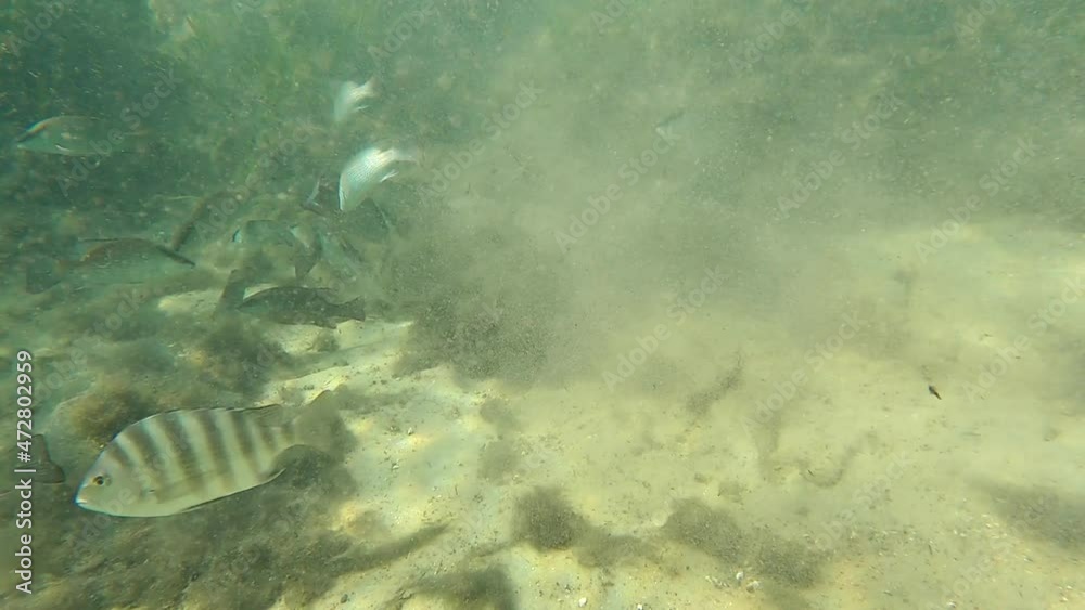 An Atlantic Stingray (Hypanus sabinus) trying to settle down in the ...