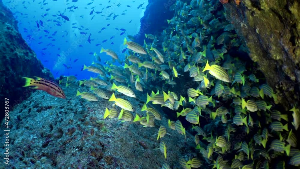 Slow motion shot of school yellowtail snapper fish (Ocyurus chrysurus ...