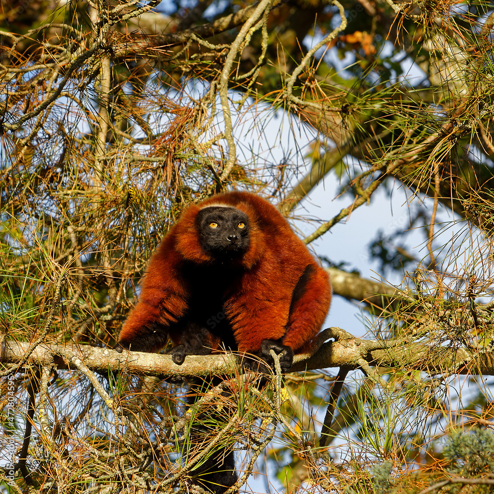 Singe de race Vari roux perché dans un arbre Stock Photo | Adobe Stock