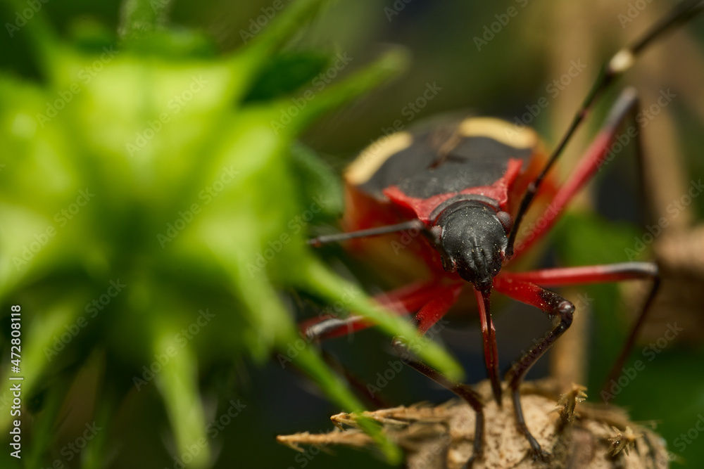 Details of a black and red insects in their natural environment Stock ...